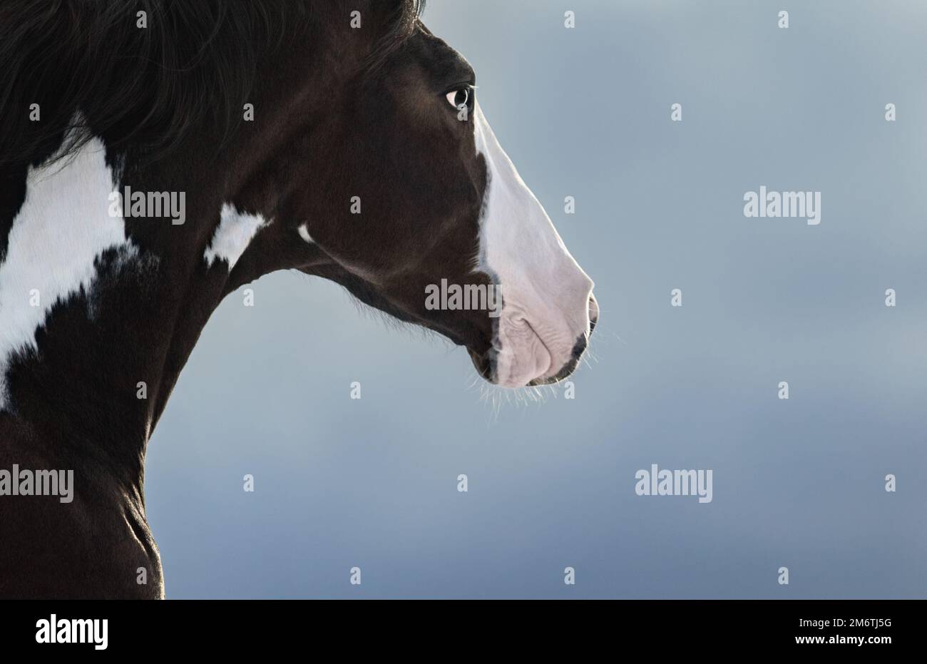American Paint horse. Closeup portrait on dark blue background. Side ...