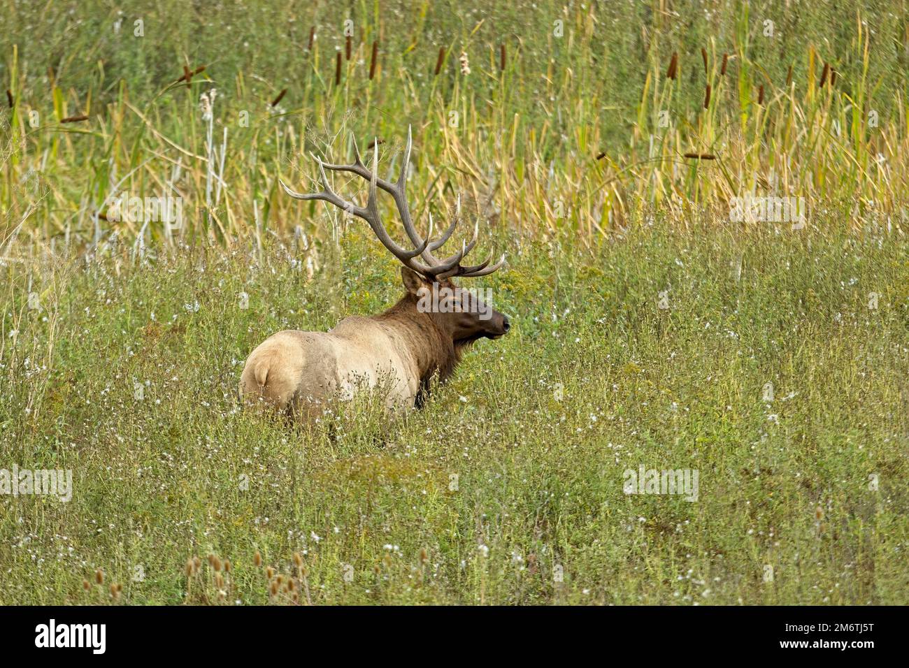 Elk in grass hi-res stock photography and images - Alamy