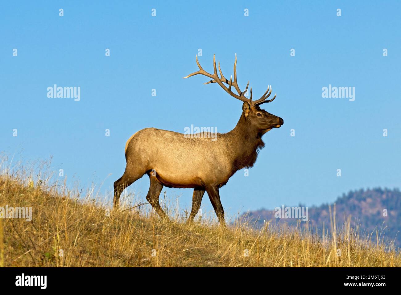 Elk side view animal hi-res stock photography and images - Alamy