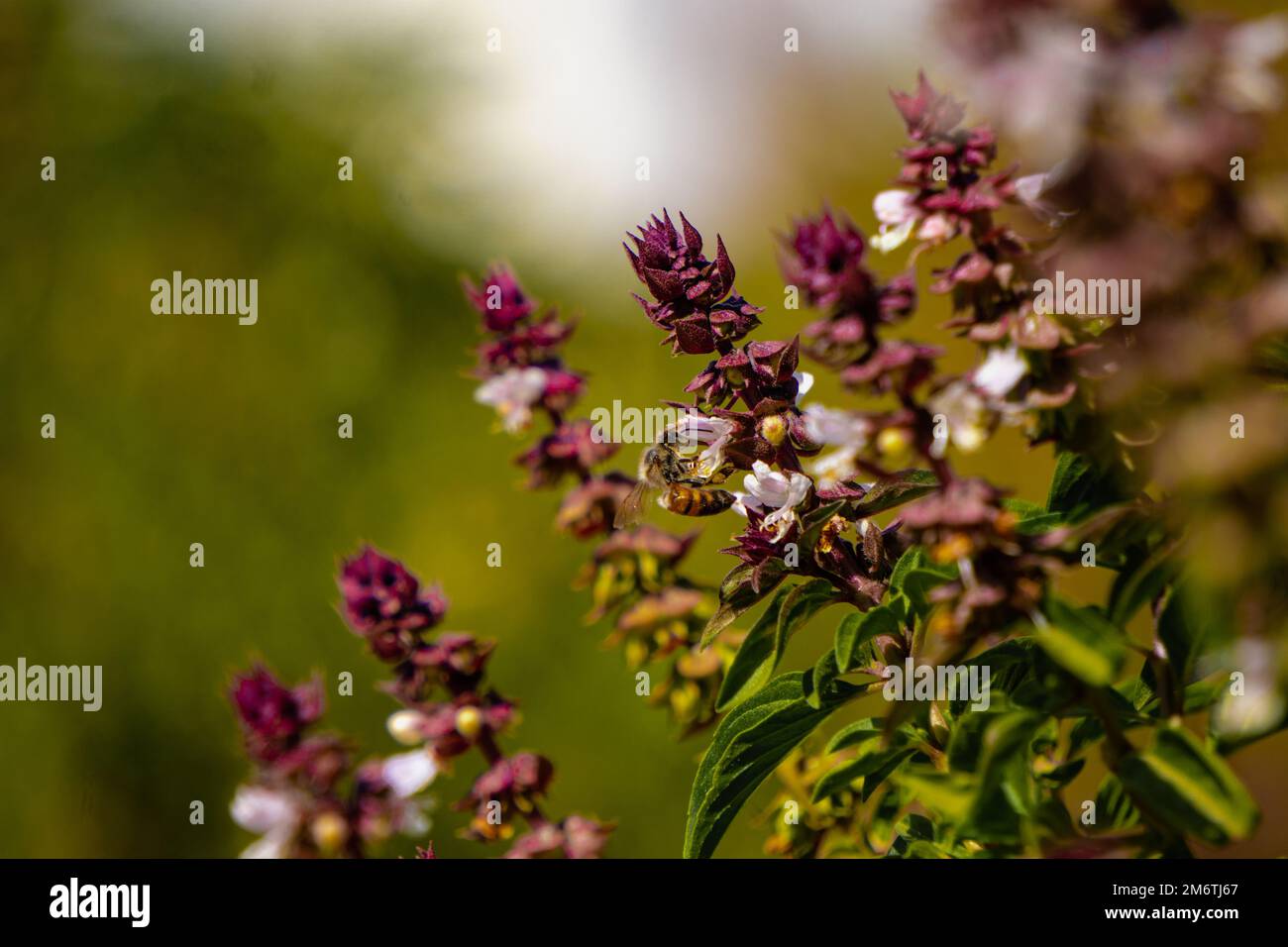 Images from Sinaloa Mexico captures the beauty of the nature’s ...