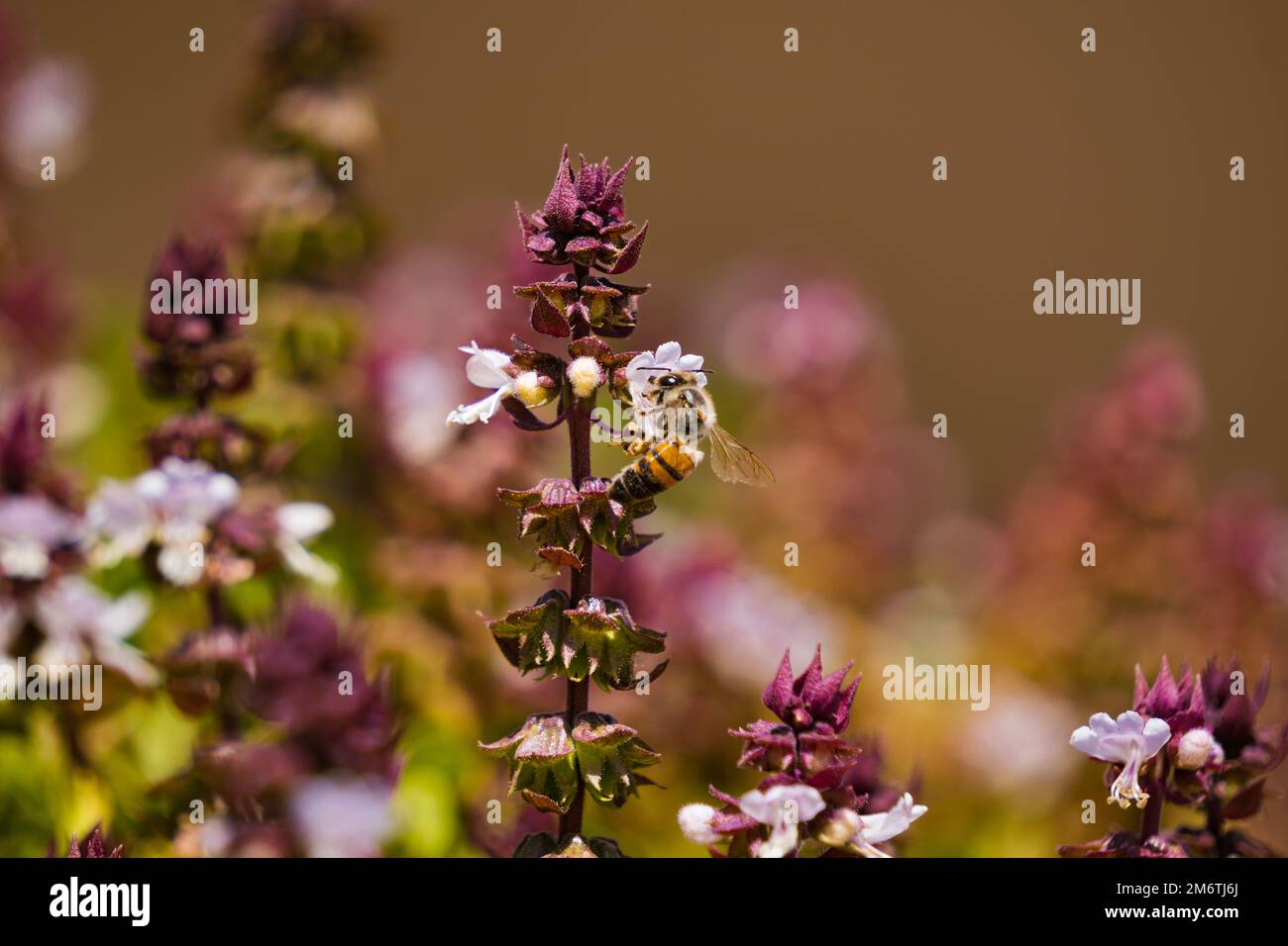 Images from Sinaloa Mexico captures the beauty of the nature’s ...