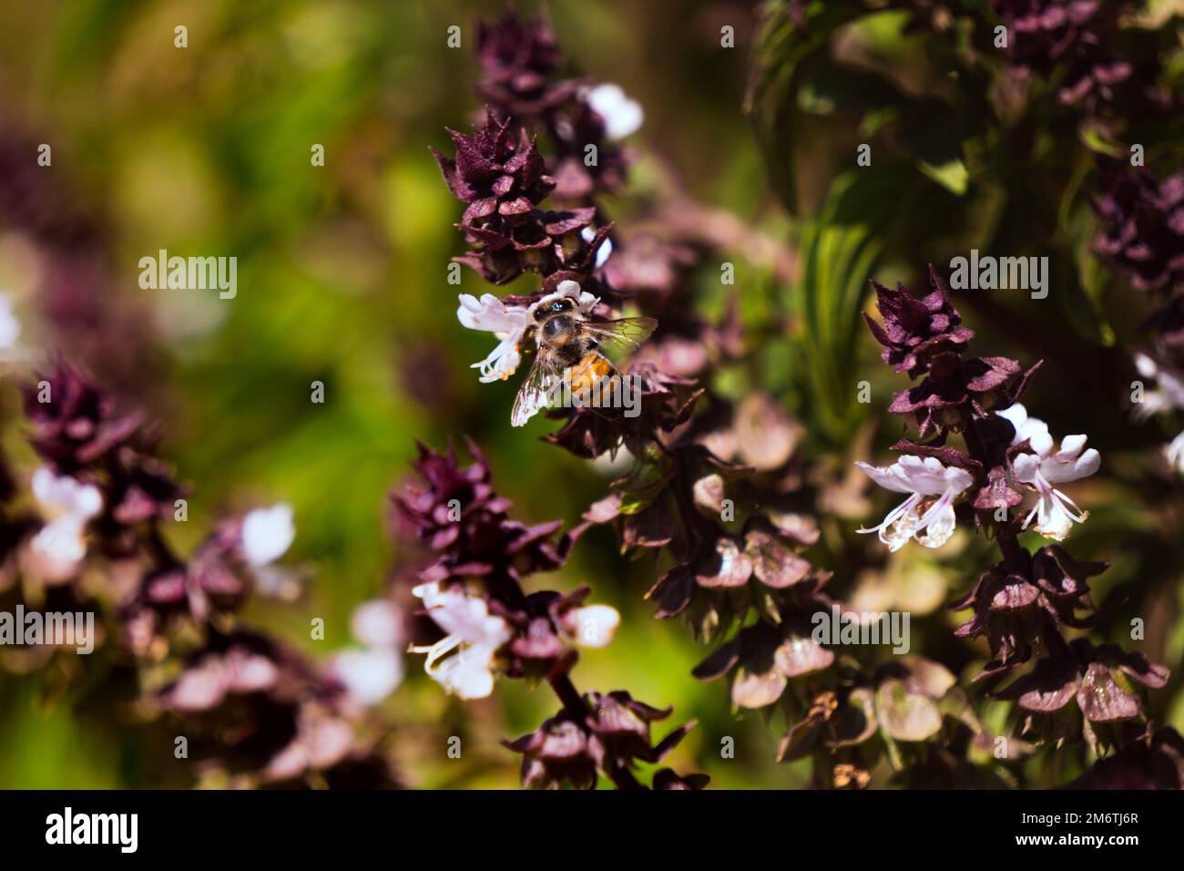 Images from Sinaloa Mexico captures the beauty of the nature’s ...