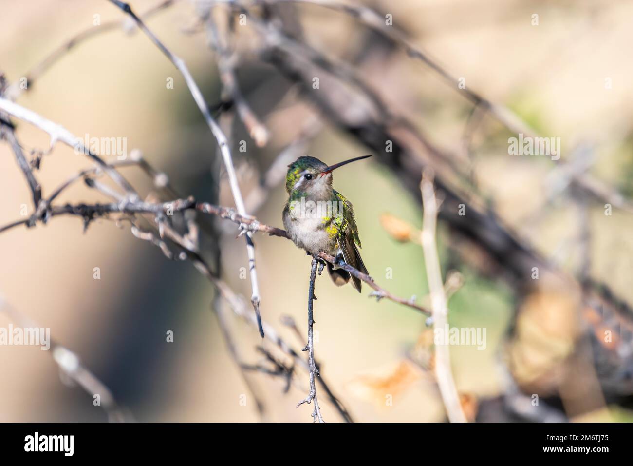 A Broad Billed Hummingbird in Madera Canyon, Arizona Stock Photo - Alamy