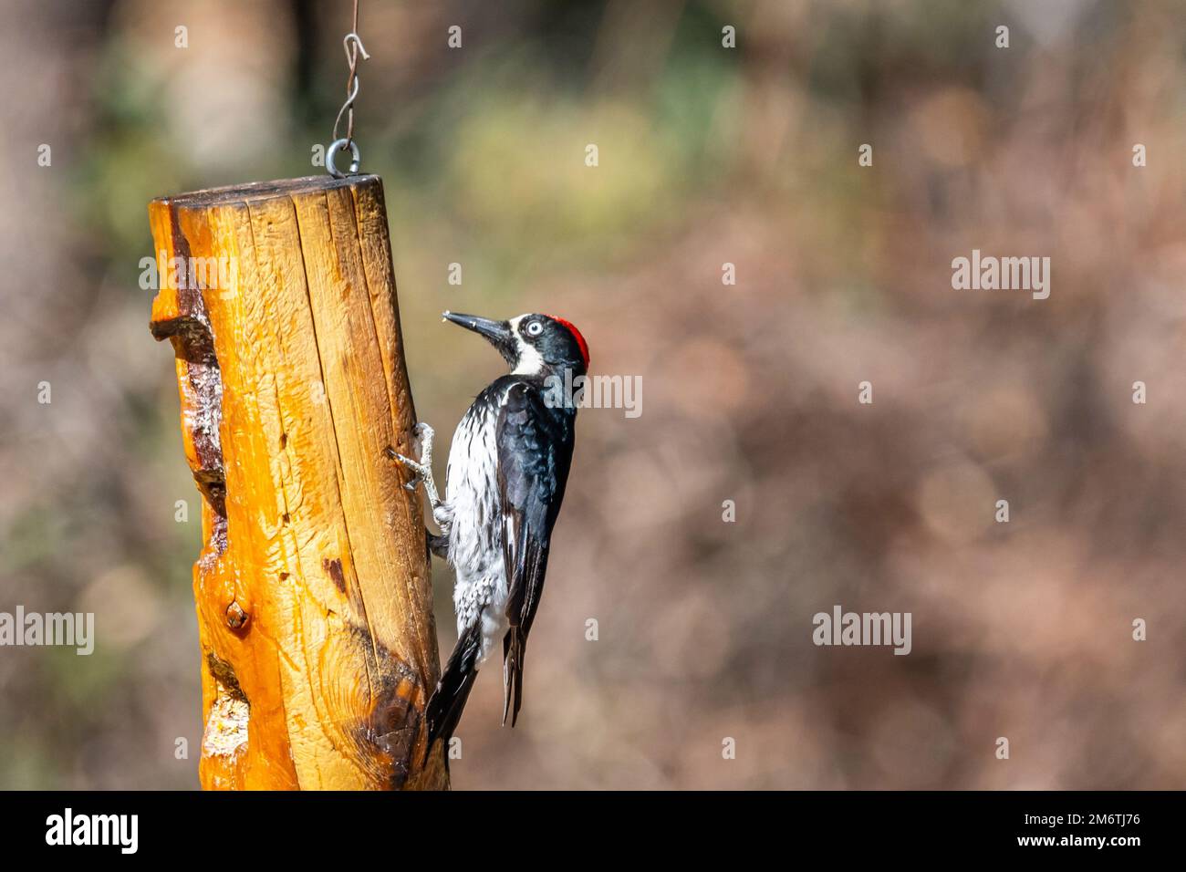 An Acorn Woodpecker in Madera Canyon, Arizona Stock Photo - Alamy