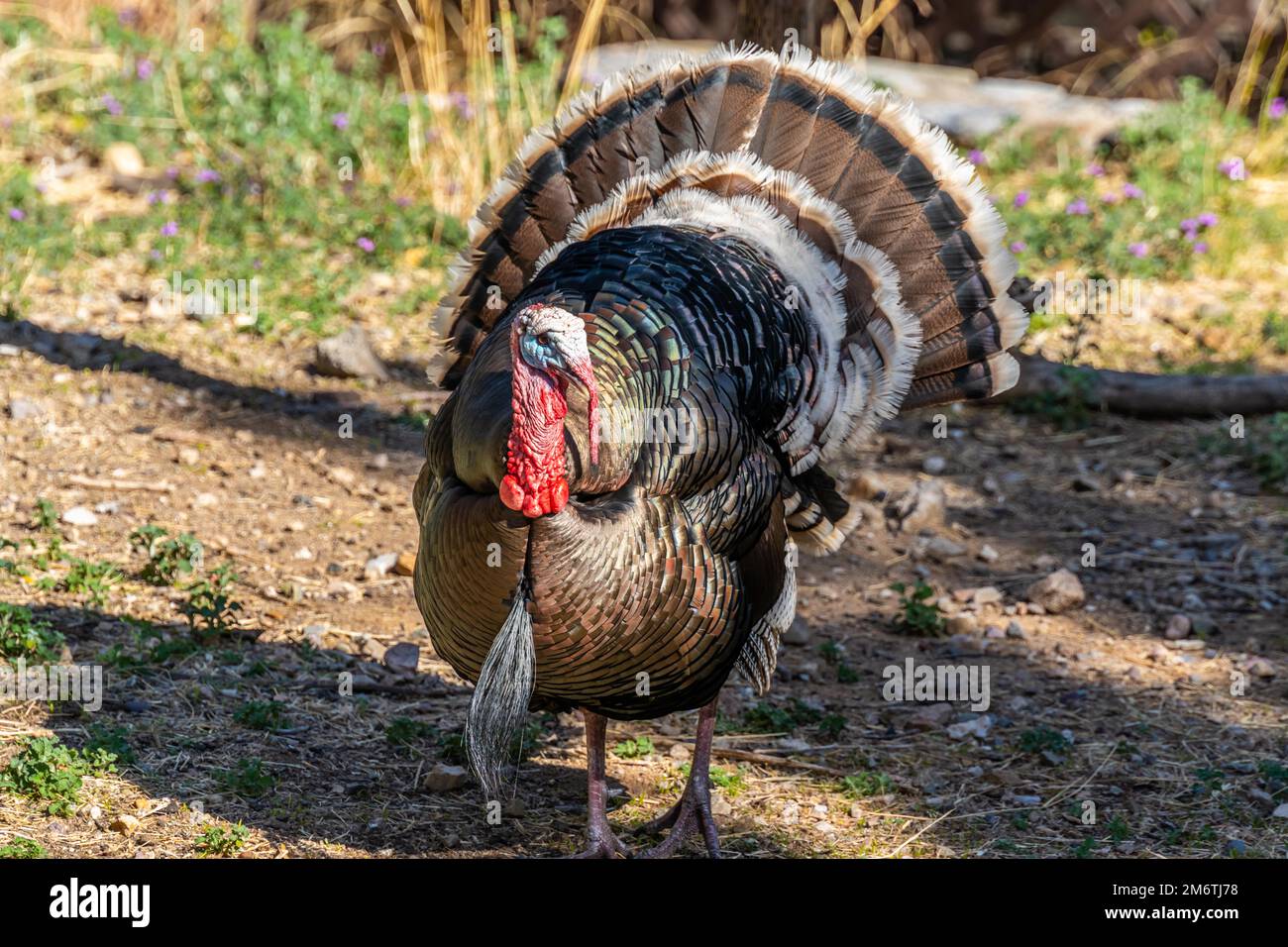 A large Turkey Vulture in Madera Canyon, Arizona Stock Photo - Alamy