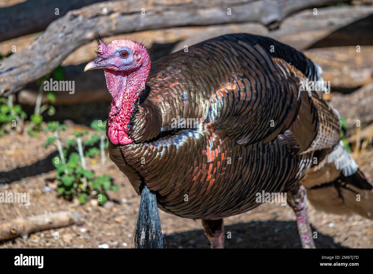 Arizona vulture hi-res stock photography and images - Alamy