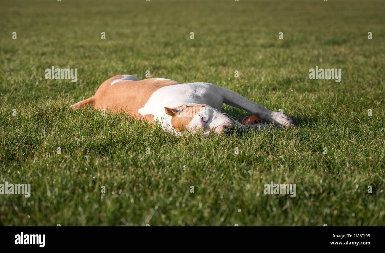 Beautiful American Bulldog Dog Stock Photo - Alamy