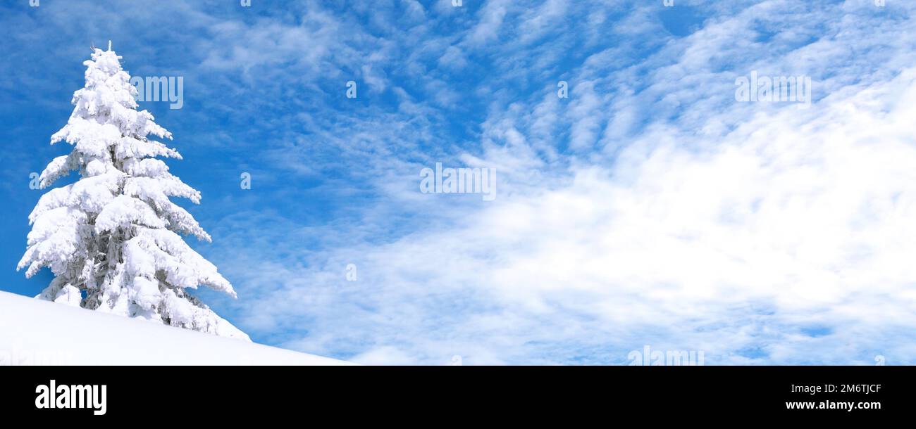 Christmas background with snowy fir tree Stock Photo - Alamy