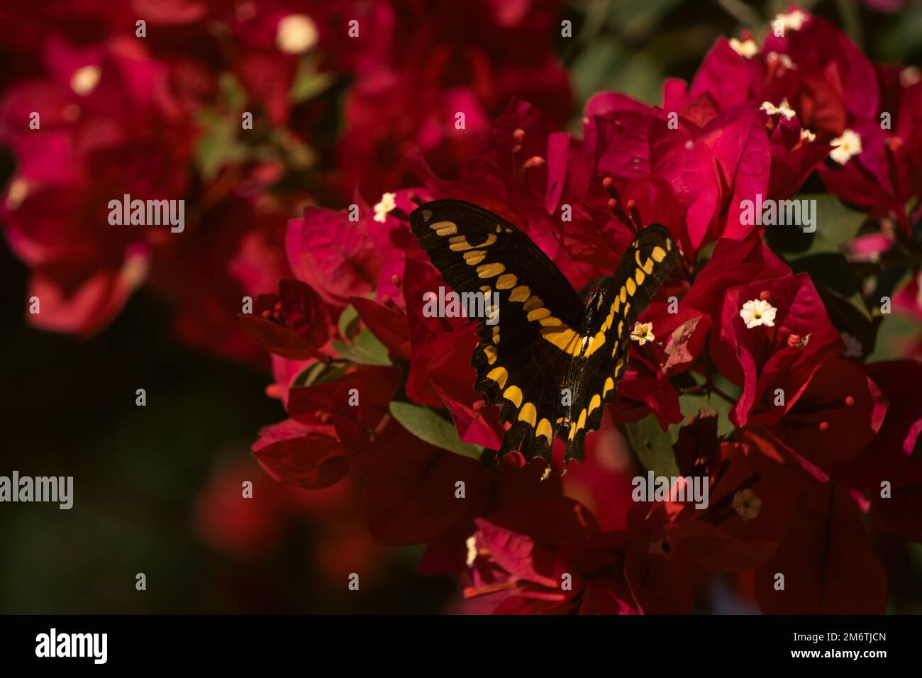 Images from Sinaloa Mexico captures the beauty of the nature’s ...