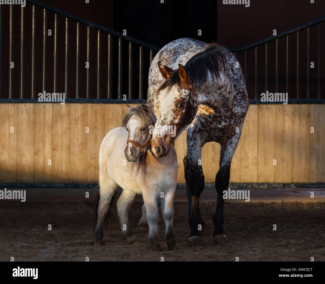 Beautiful rare color Appaloosa horse and American miniature horse in ...