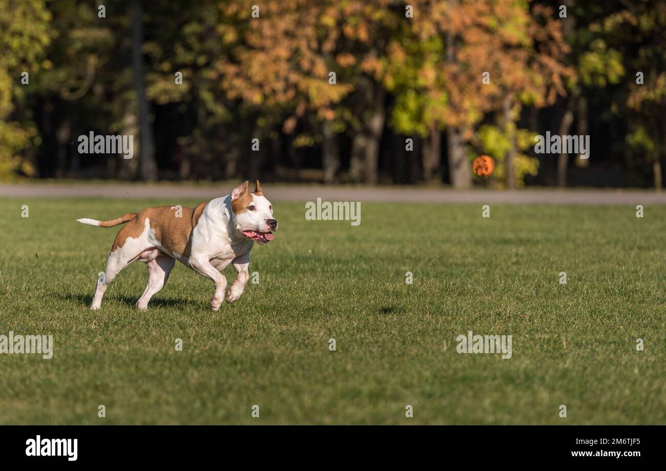 Beautiful American Bulldog Dog Stock Photo - Alamy