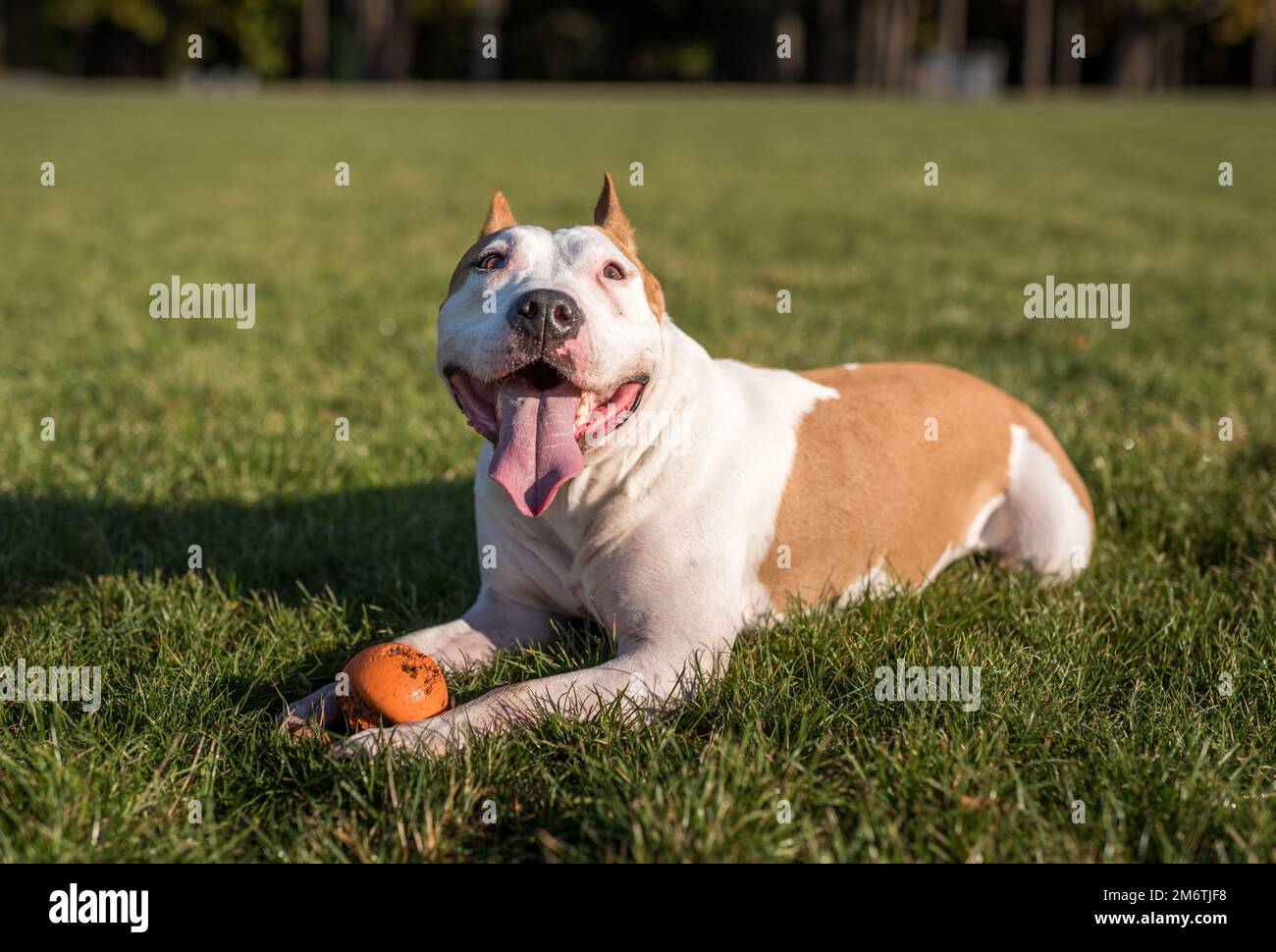 American bulldog dog hi-res stock photography and images - Alamy