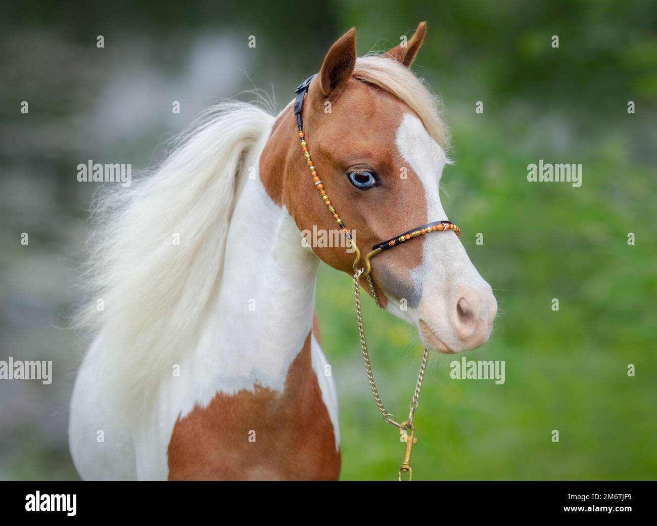 Portrait closeup of paint American Miniature Horse on nature background ...