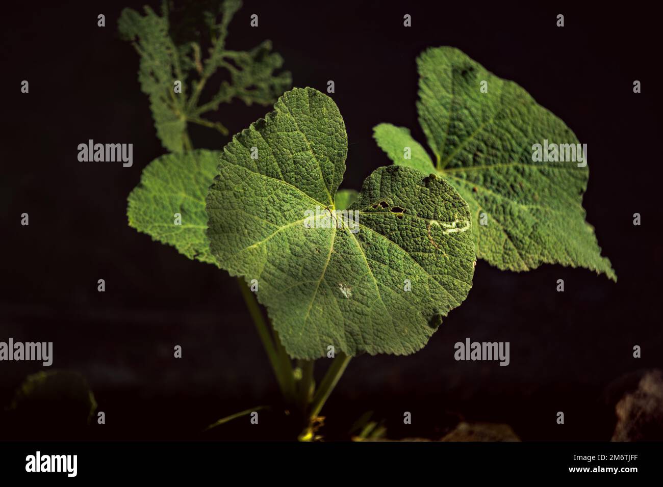 Images from Sinaloa Mexico captures the beauty of the nature’s ...