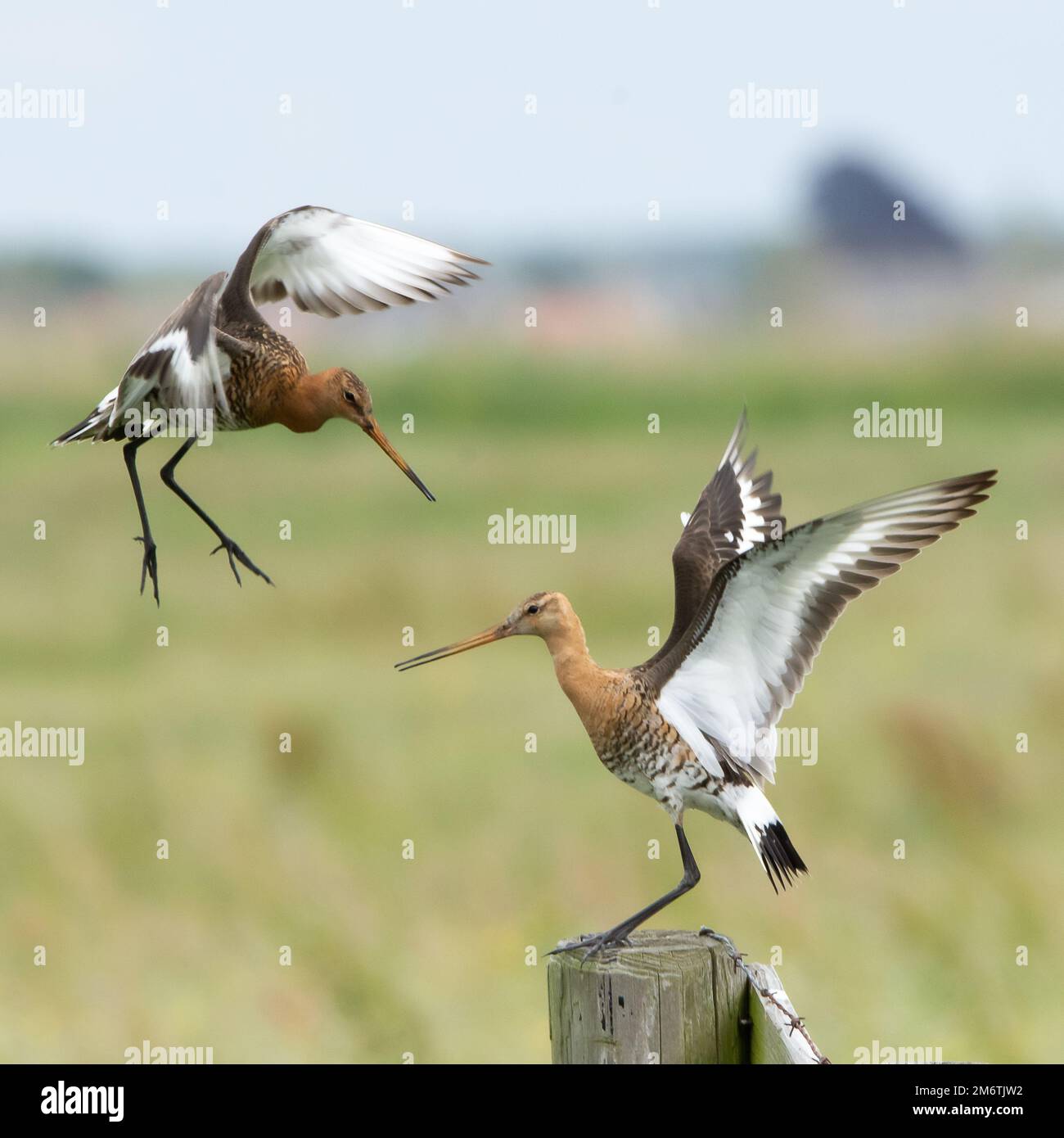 A pair of Black-tailed Godwits (Limosa limosa) one hovering in the air ...