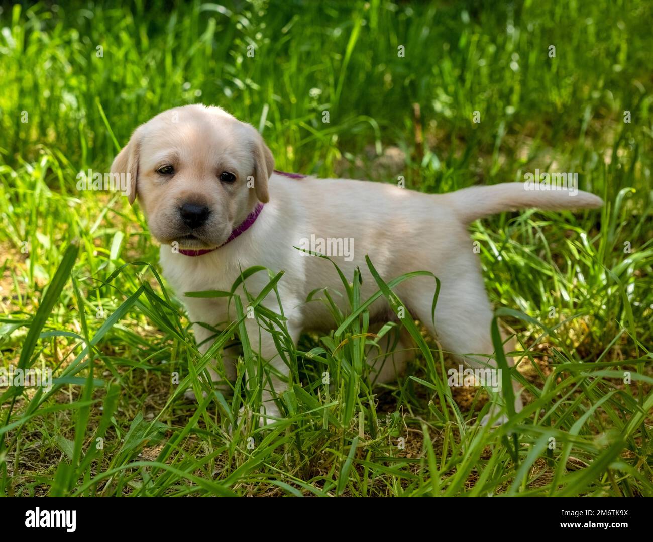 Playful adorable labrador puppy hi-res stock photography and images - Alamy
