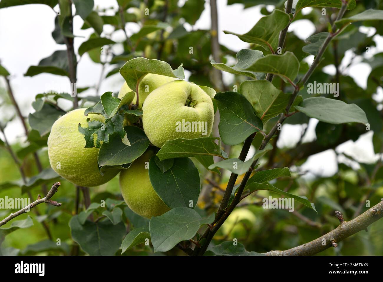 Quince tree in light hi-res stock photography and images - Alamy