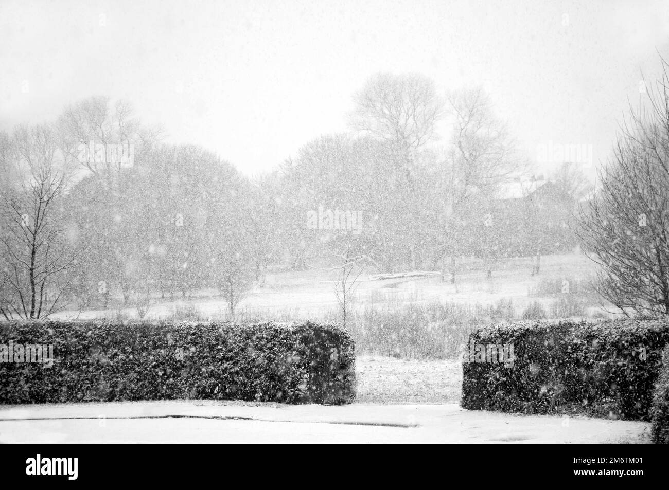 Snow scene with snow falling on ground and trees in February on ...