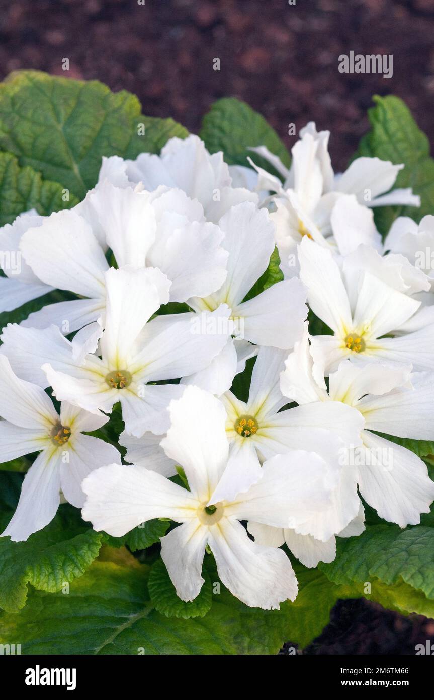 Close up of flowers on Primula Star Fever A single white primulaceae ...