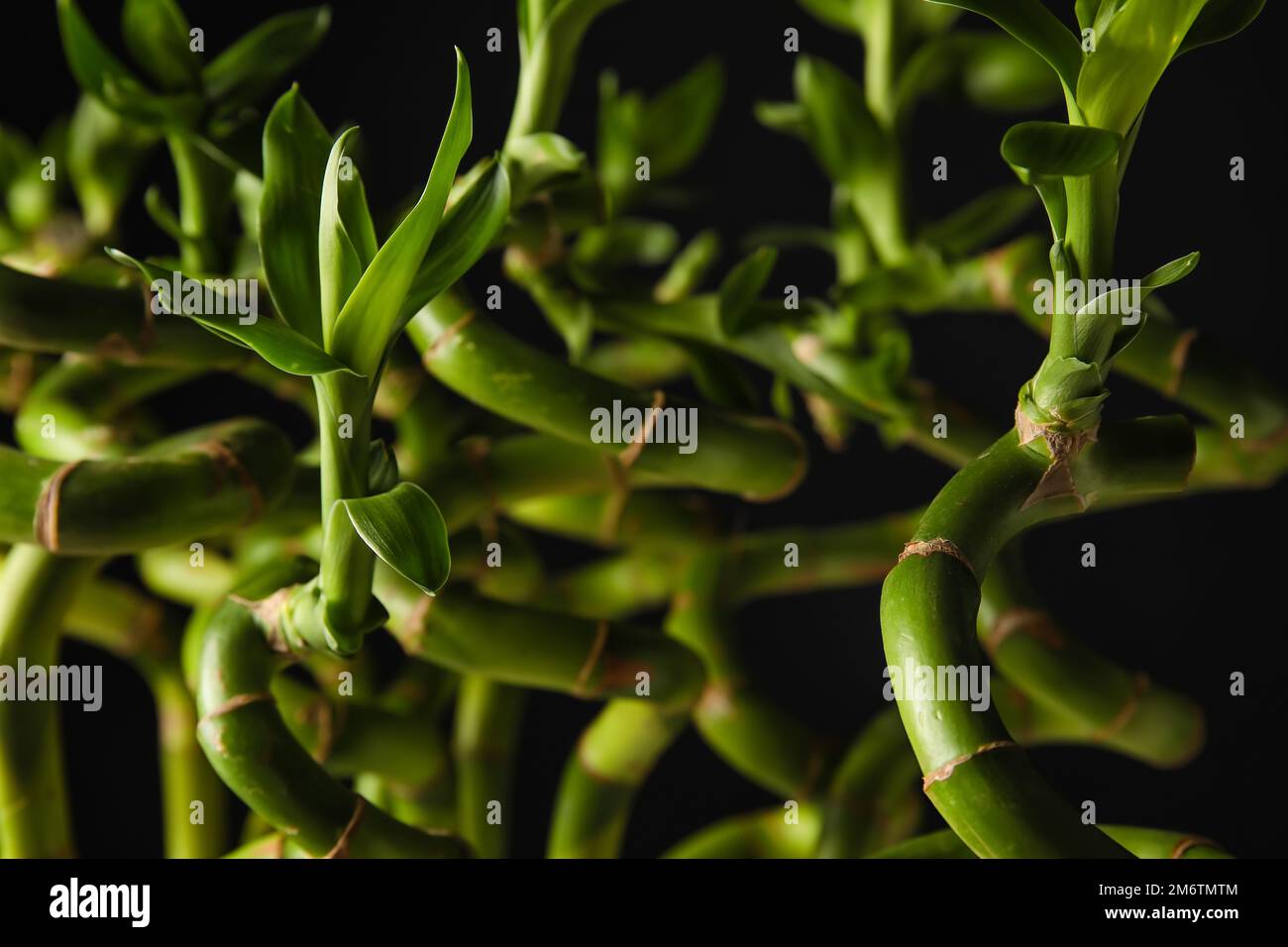 Bamboo stems on black background, closeup Stock Photo - Alamy
