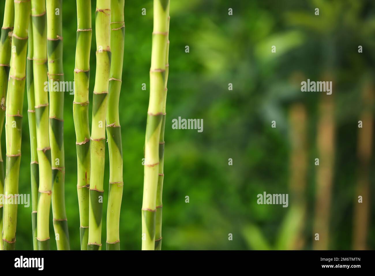 Bamboo stems on blurred background, closeup Stock Photo - Alamy