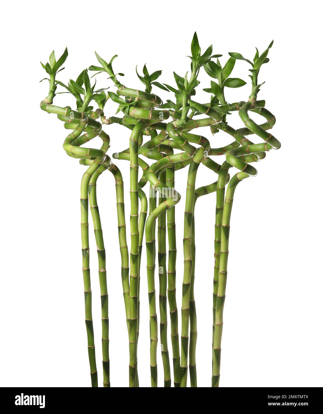 Bamboo stems on white background Stock Photo - Alamy