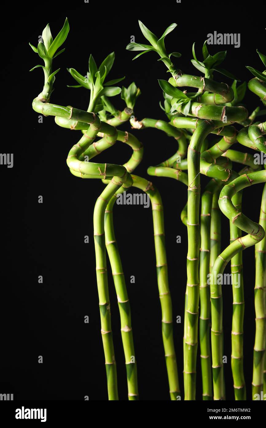 Bamboo stems on black background, closeup Stock Photo - Alamy