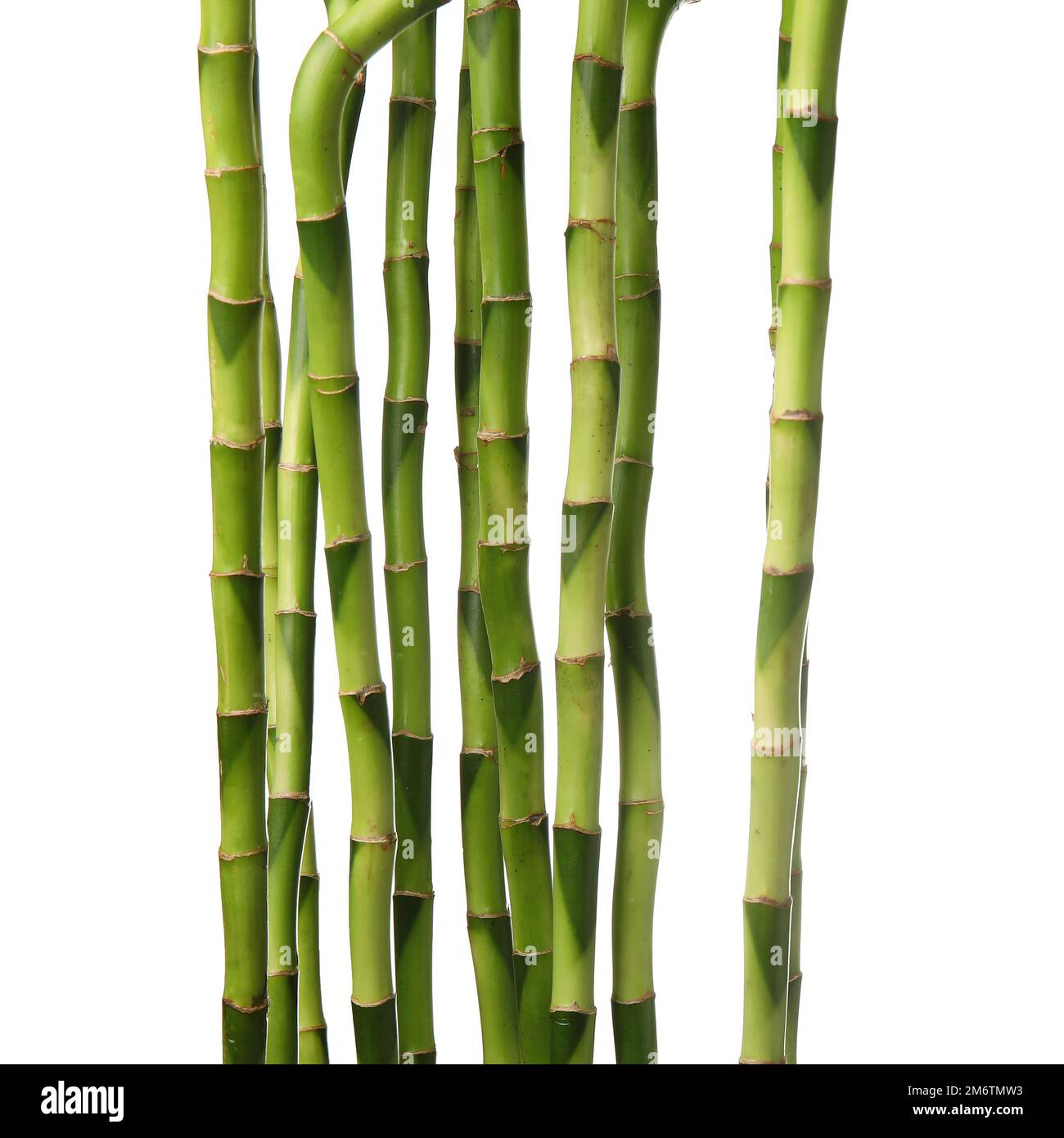 Bamboo stems on white background, closeup Stock Photo - Alamy