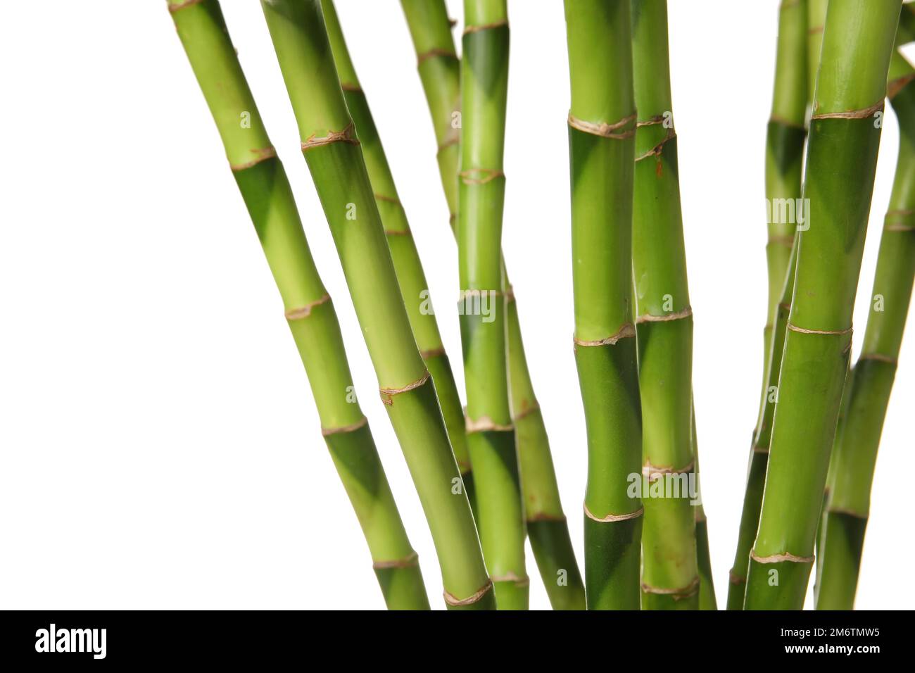Bamboo stems on white background, closeup Stock Photo - Alamy