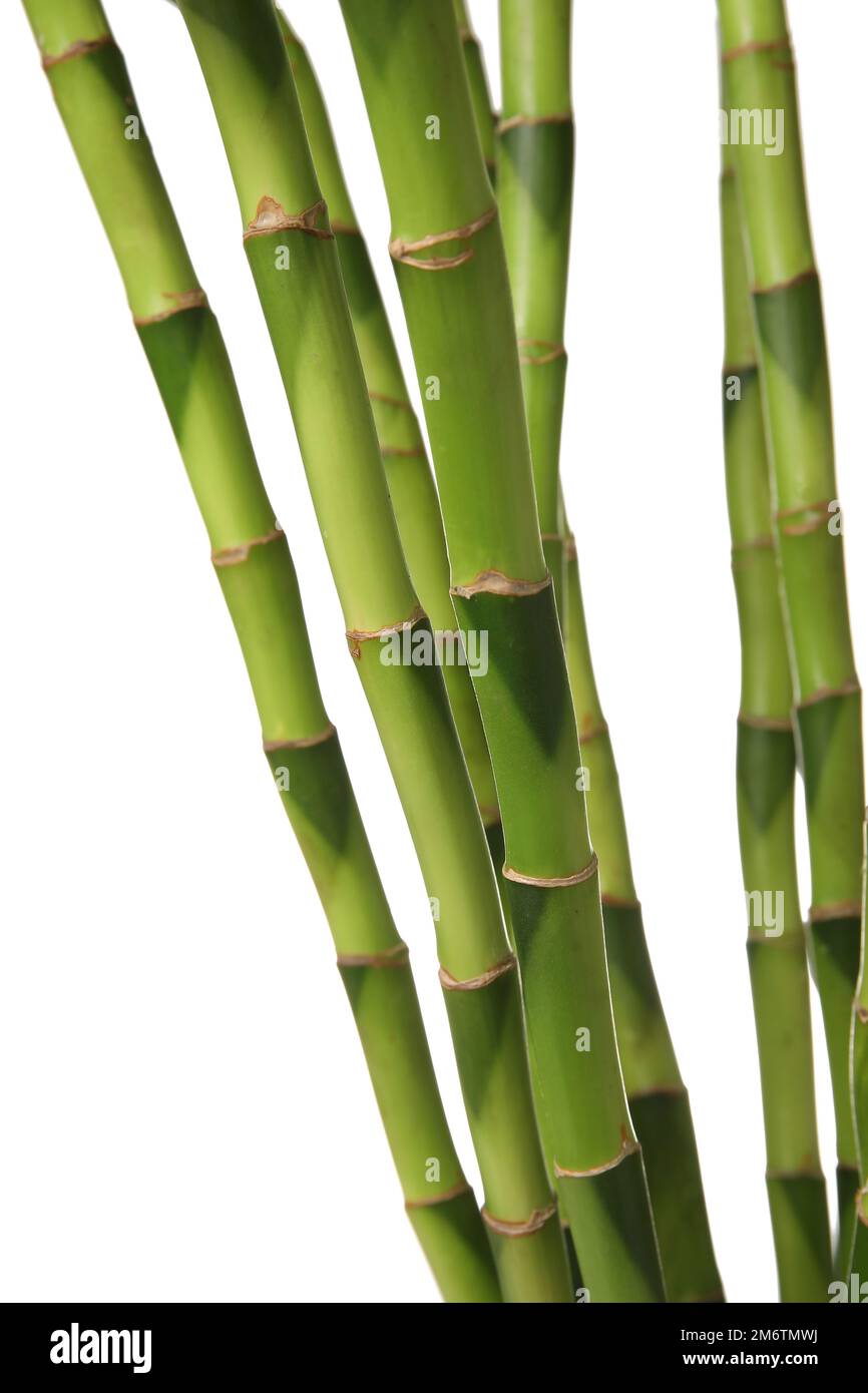 Bamboo stems on white background, closeup Stock Photo - Alamy