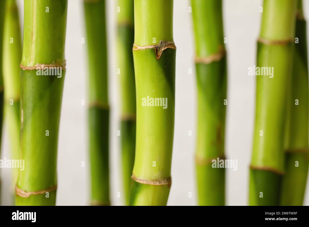 Bamboo stems on light background, closeup Stock Photo - Alamy
