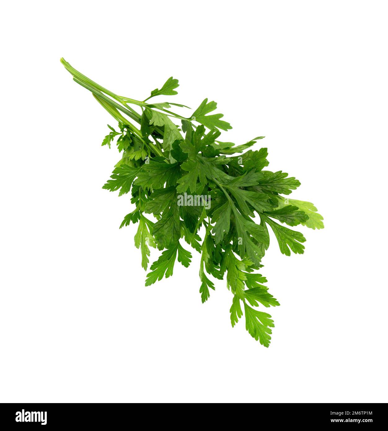 Parsley bunch isolated on white background.. Parsley leaves Stock Photo ...