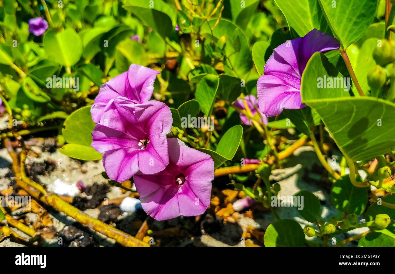 Beautiful pink violet purple morning glory or Goat's foot Ipomoea pes ...