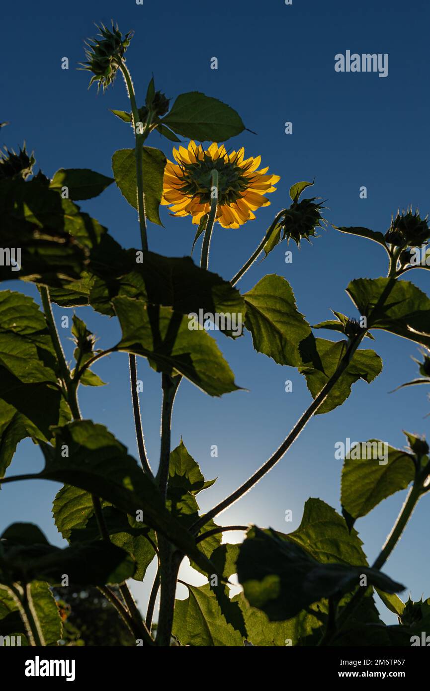 Sunflower back hi-res stock photography and images - Alamy