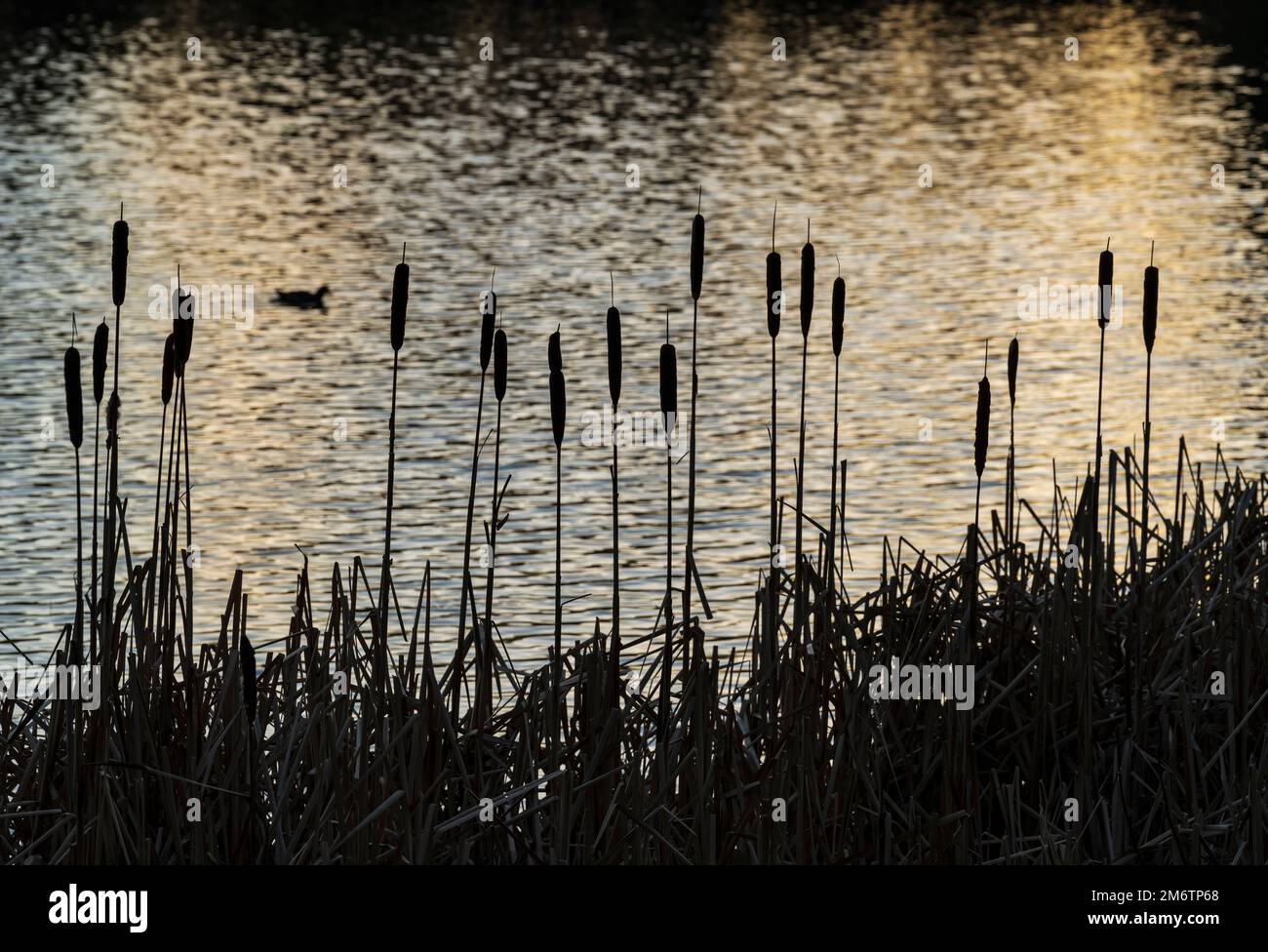 At The Haining, town mansion in Selkirk, Scotland now a country park ...