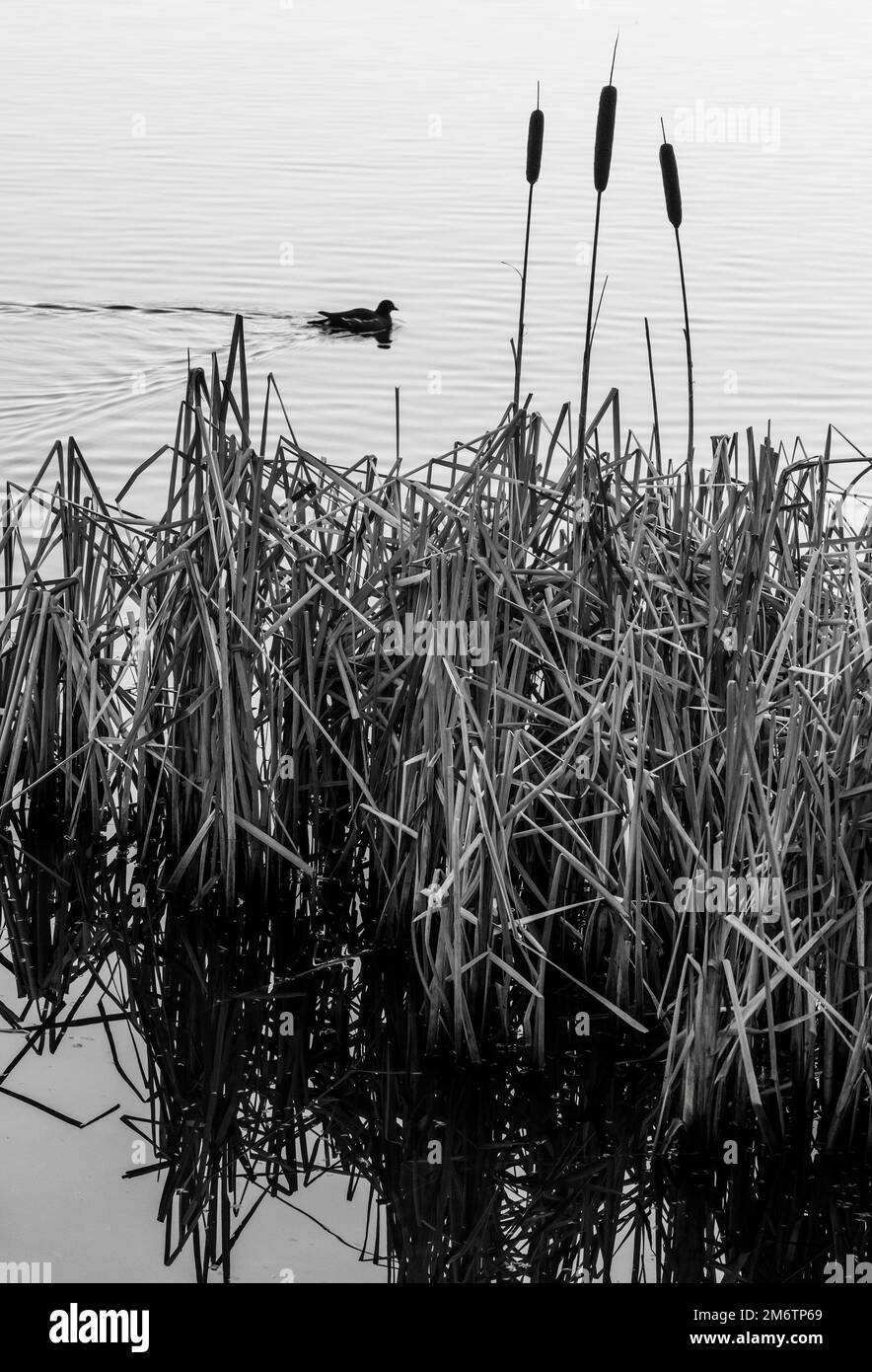 At The Haining, town mansion in Selkirk, Scotland now a country park ...