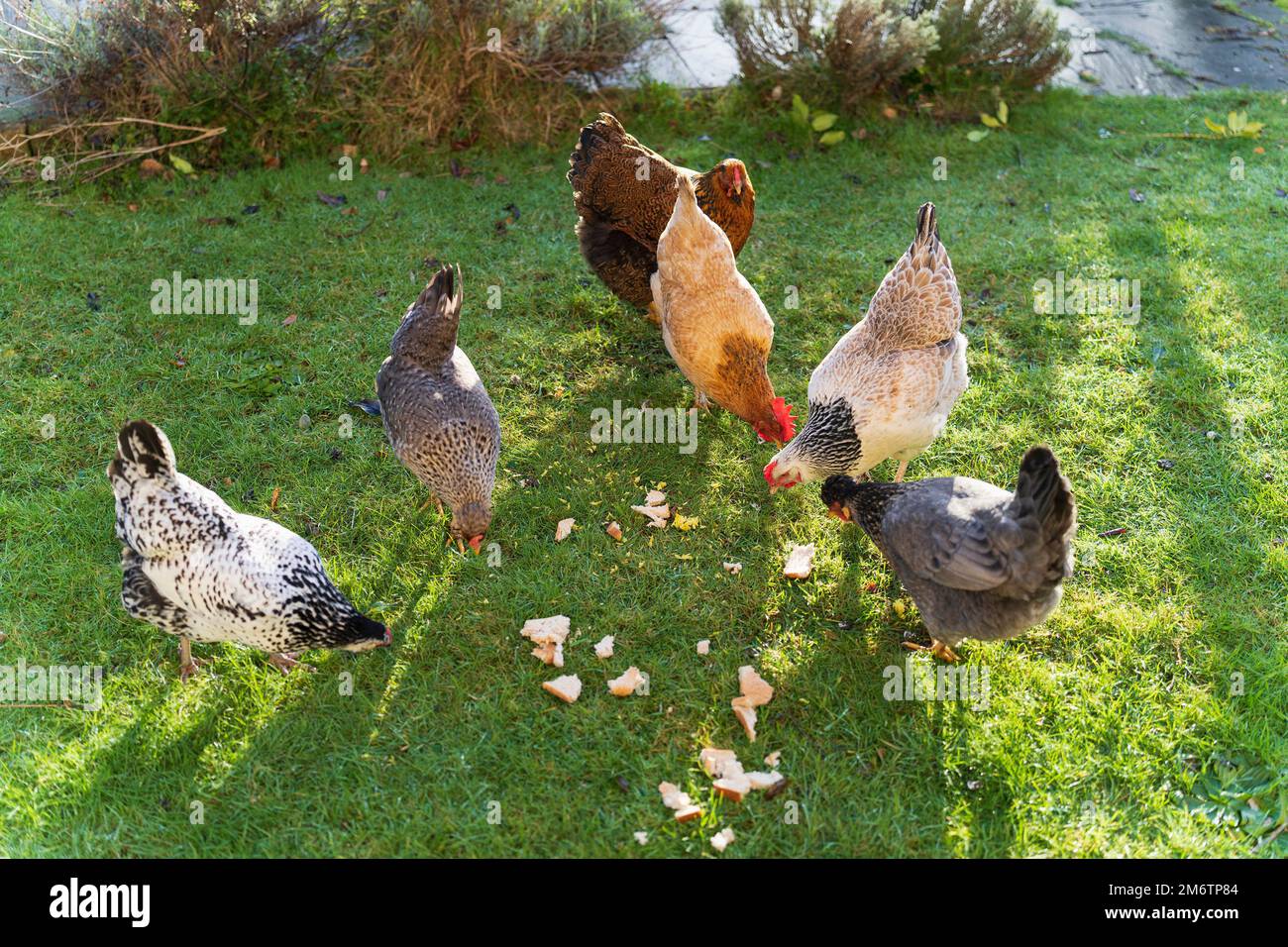 A flock of domestic garden chickens feeding on bread Stock Photo - Alamy