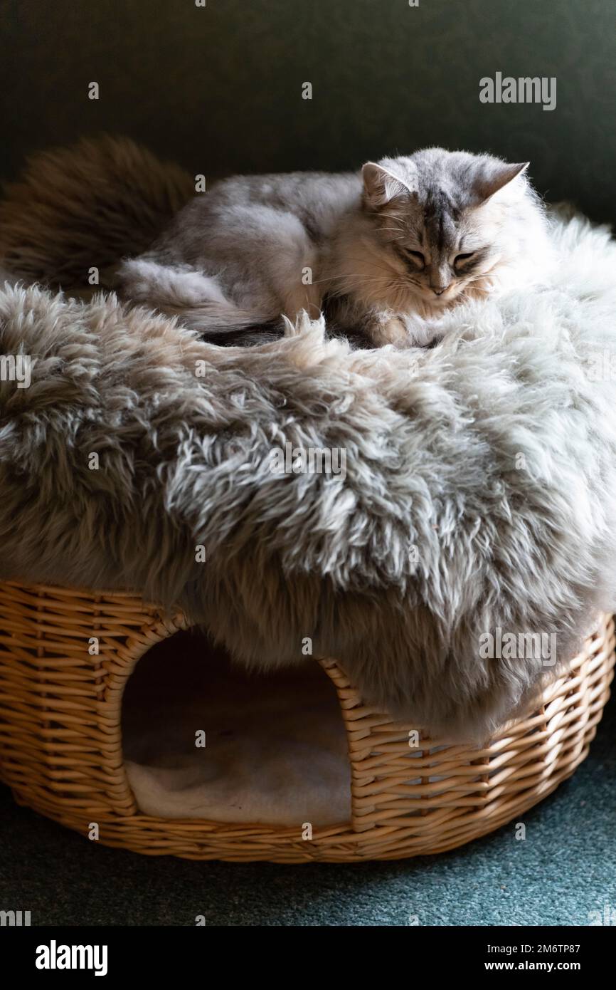 Adult moggy hi-res stock photography and images - Alamy