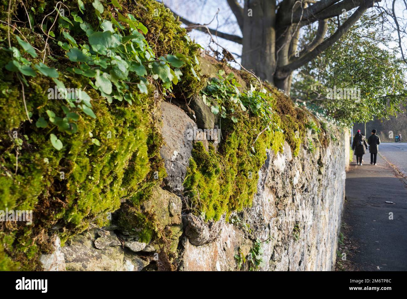 Roadside sandstone wall in southern Scotland eroded because of traffic ...