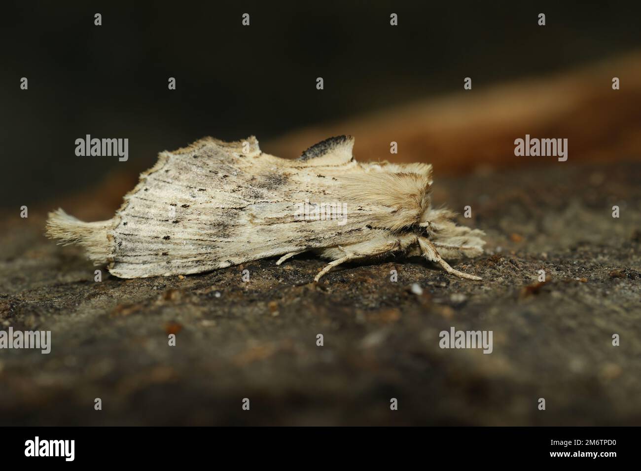 Natural closeup on the pale prominent moth, Pterostoma palpina sitting ...