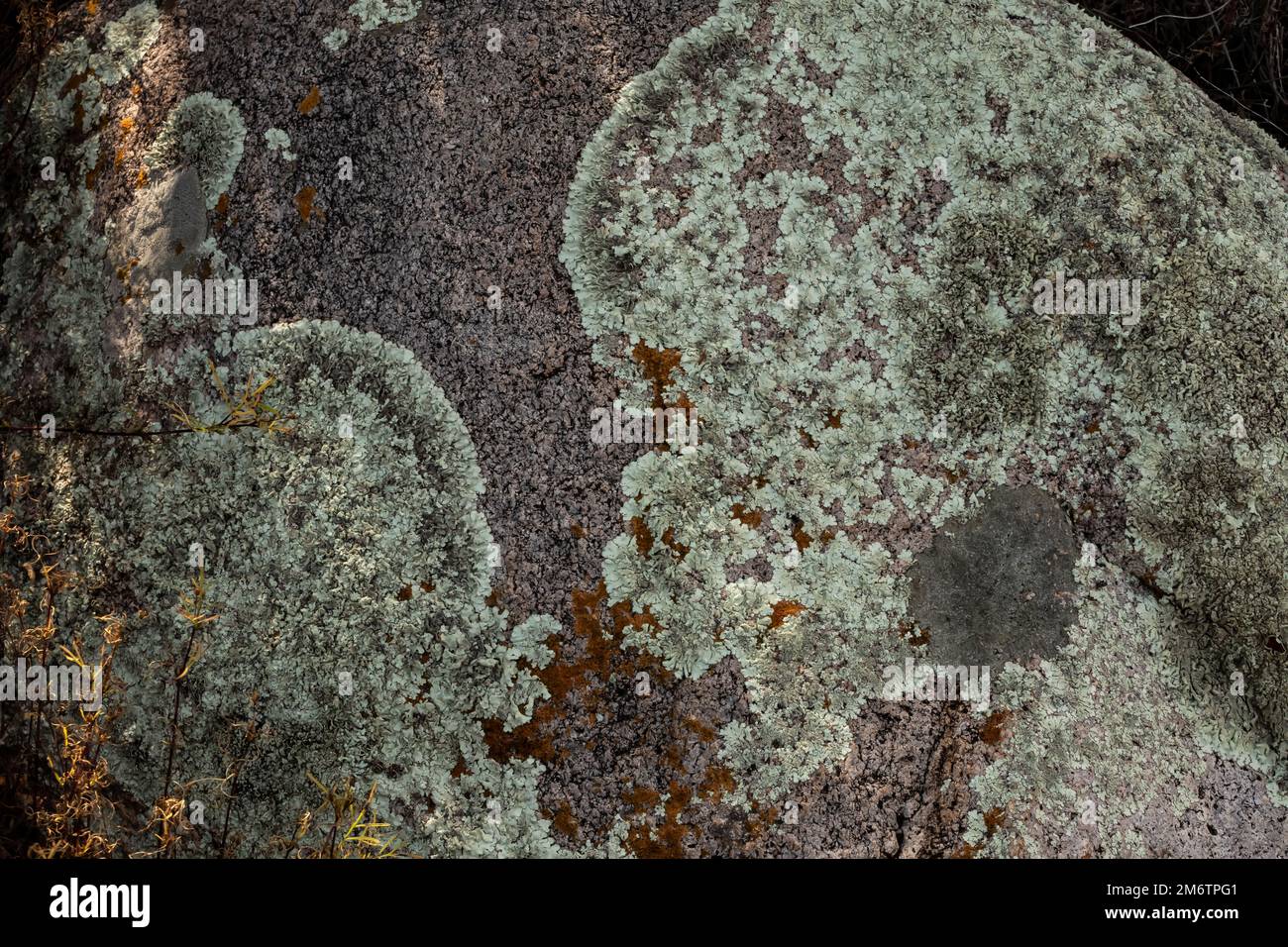 Lichen in the desert hi-res stock photography and images - Alamy