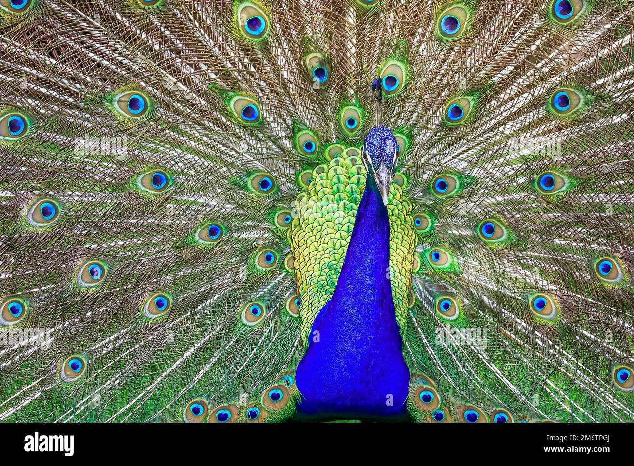 Purple male peacock hi-res stock photography and images - Alamy