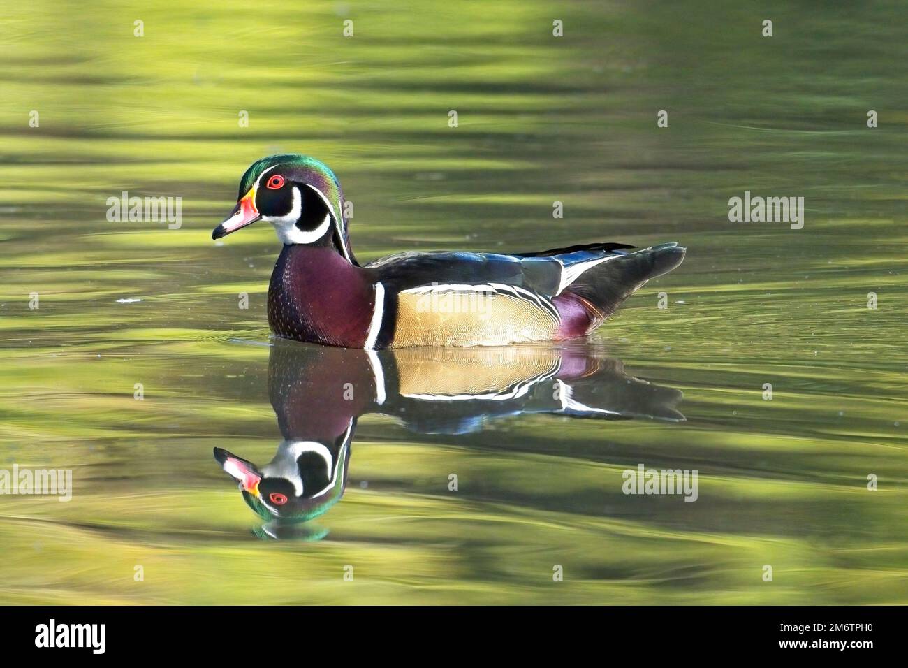 Reflection of duck hi-res stock photography and images - Alamy