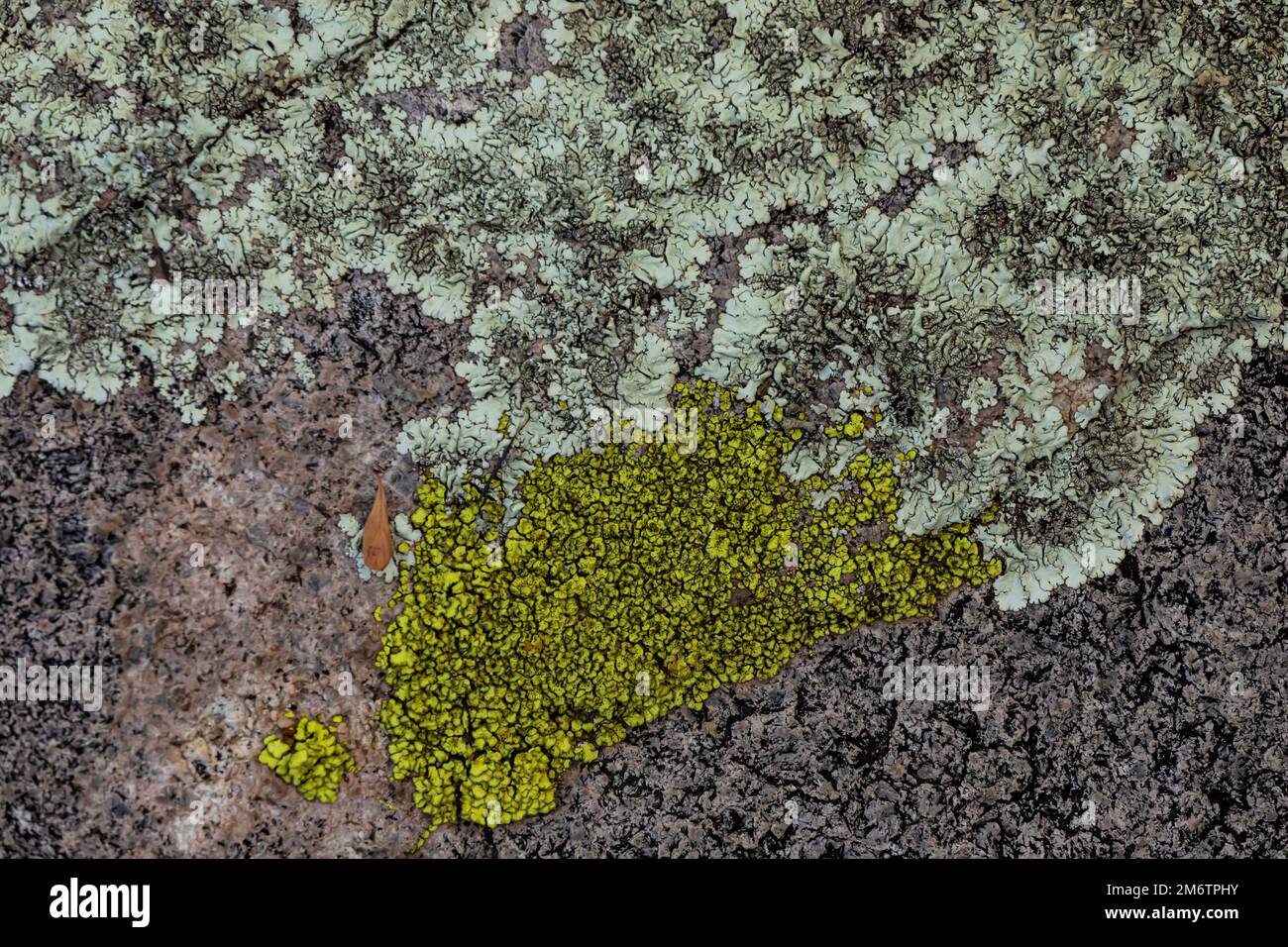 Lichen in the desert hi-res stock photography and images - Alamy