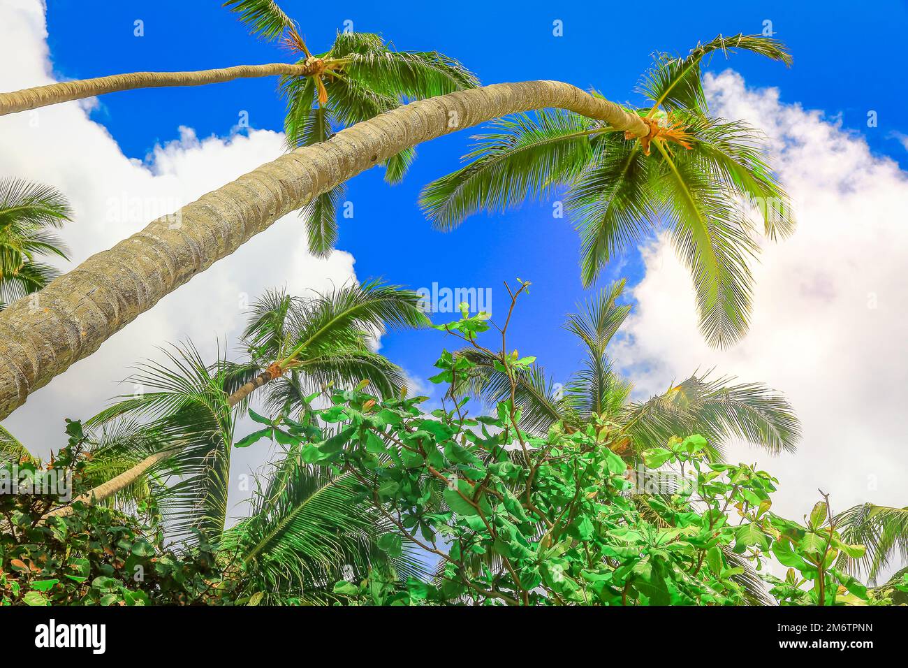 Tropical paradise, idyllic caribbean palm trees in Punta Cana ...