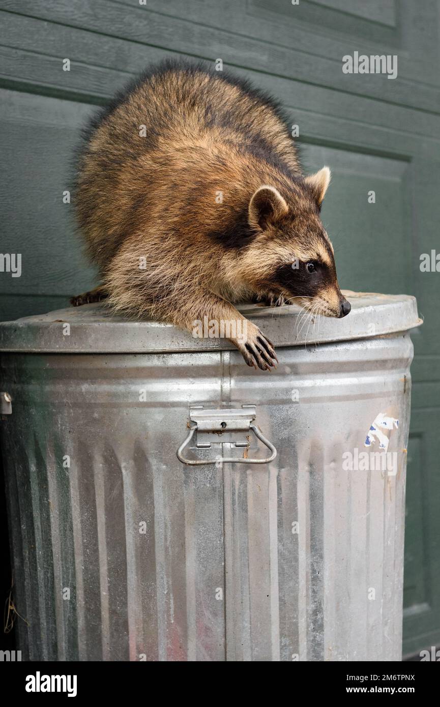 Raccoon (Procyon lotor) Turns While Atop Closed Garbage Can - captive ...
