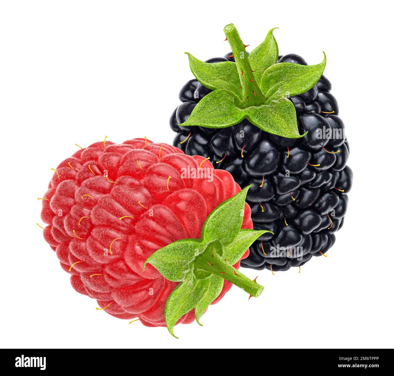 Raspberry and blackberry isolated on white background Stock Photo - Alamy