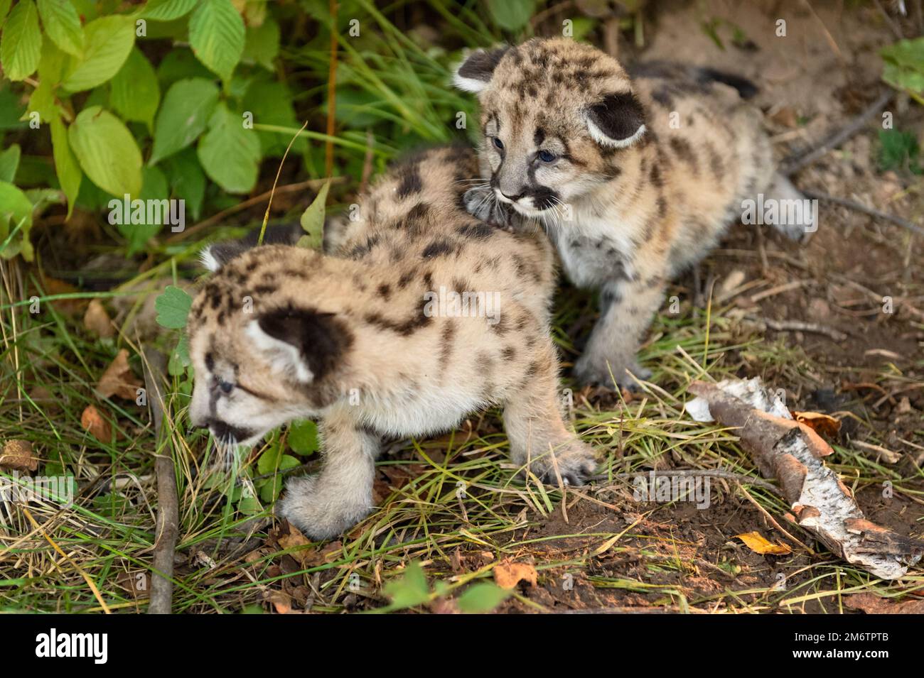 Cougar Kittens (Puma concolor) Crawl Across Forest Floor Autumn ...