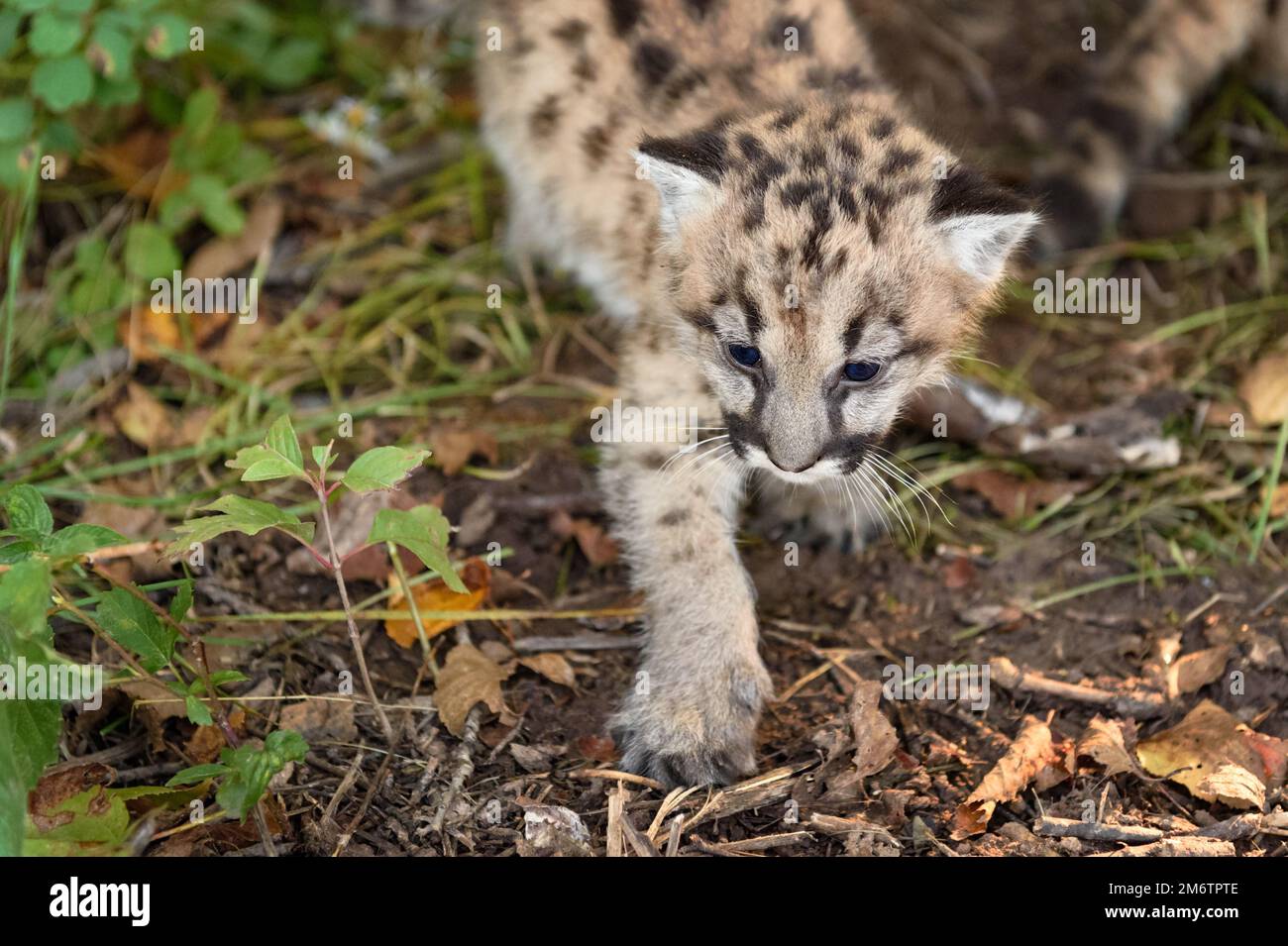 Cougar Kitten (Puma concolor) Steps Forward on Forest Floor Autumn ...