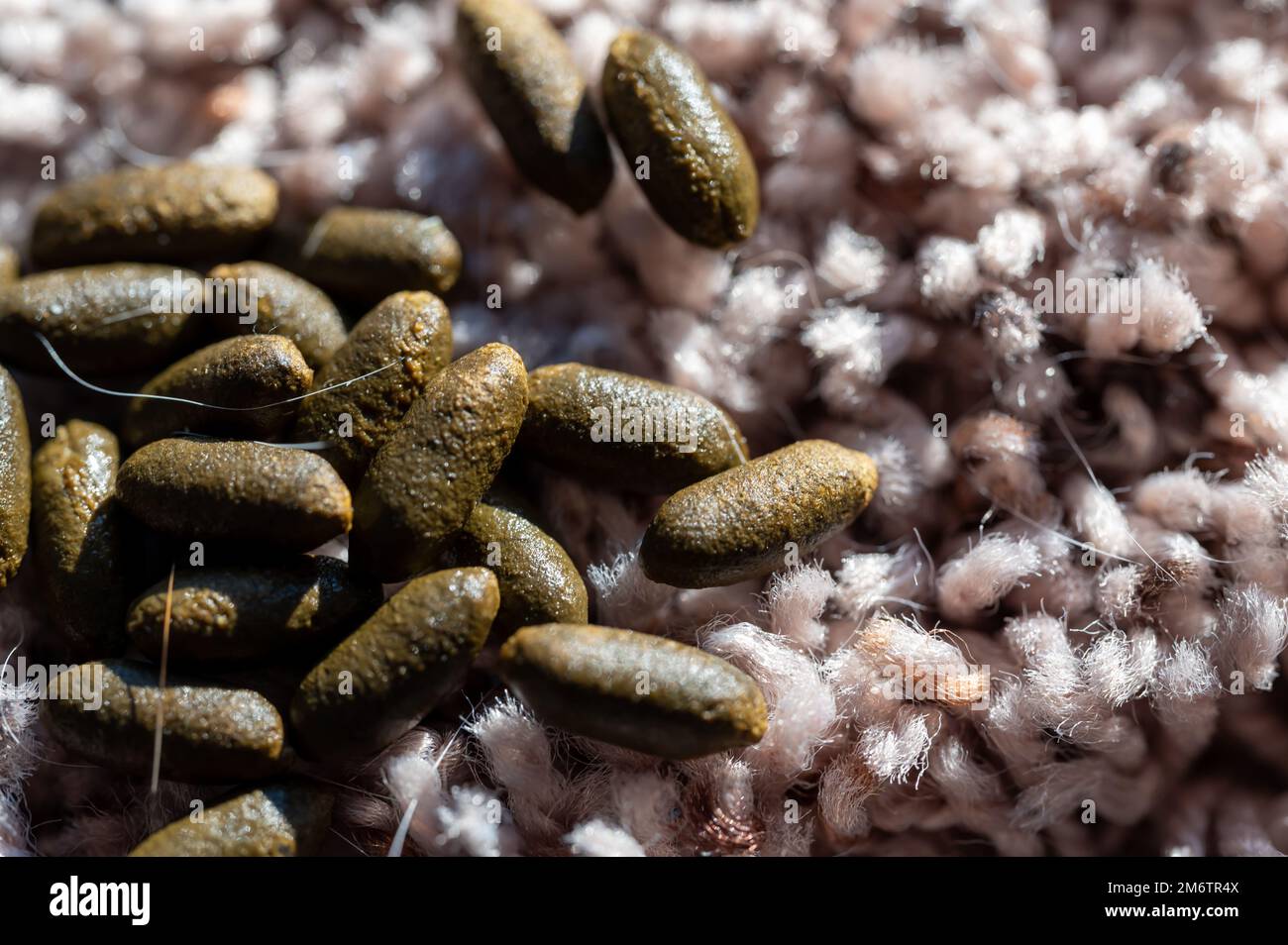 Rodent guinea pig granular poop pellets on residential carpet Stock ...
